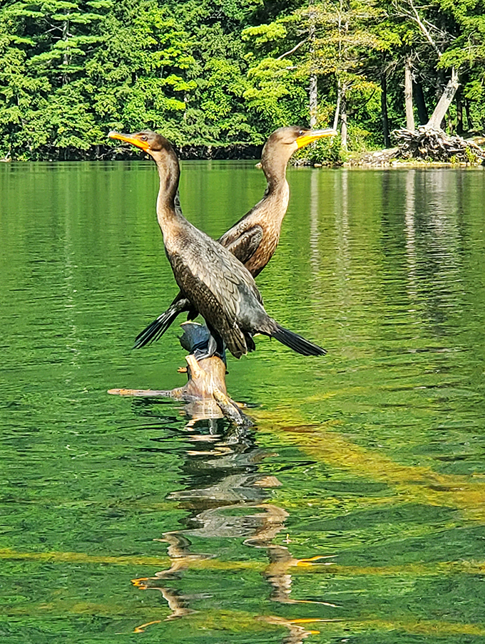 It's a bird! It's a plane! No, it's&hellip; actually, it is birds. These cormorants are striking a pose worthy of a superhero landing.