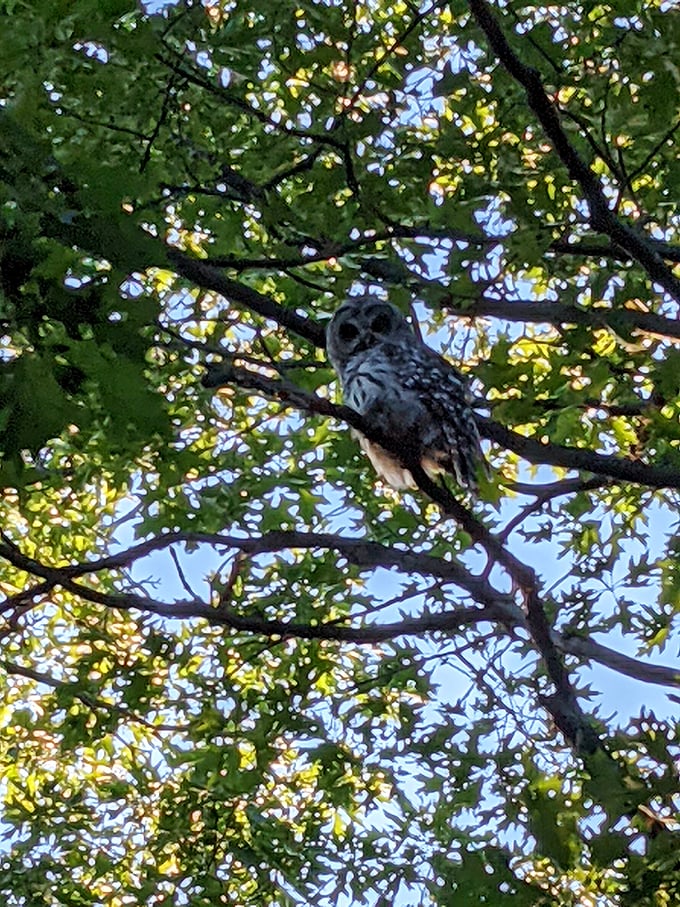 Who? Who? Who knew Mt. Philo was home to such majestic creatures? This owl's got a penthouse view of Vermont's natural splendor.