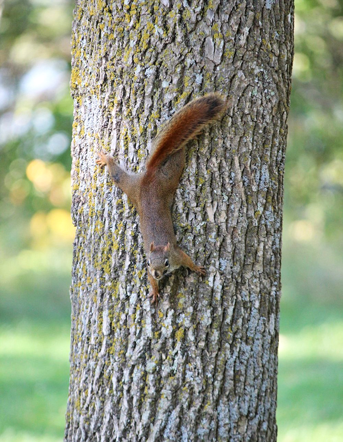 "Paint me like one of your French squirrels." This furry acrobat strikes a pose worthy of a nutty Titanic remake.