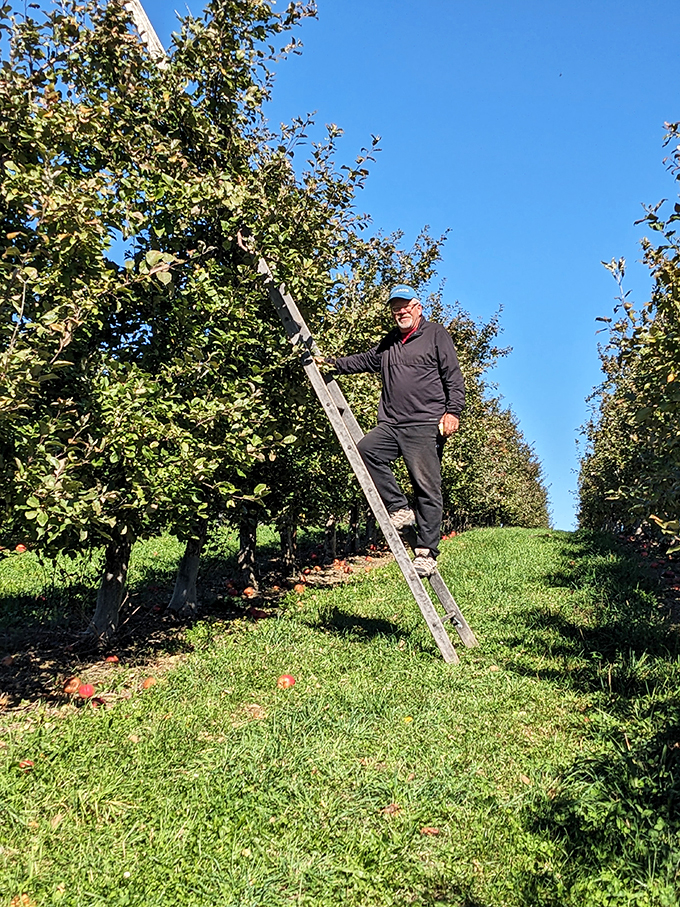 Meet the orchard's unsung hero: the picker. Part acrobat, part fruit whisperer, all dedication to bringing you nature's bounty.
