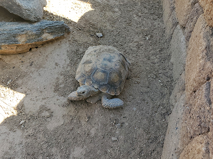 Slow and steady wins the race: This little guy's taking the scenic route. He's got all the time in the world, and the best seat in the house.