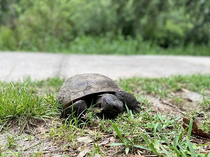 Slow and steady wins the race... to be the most adorable trail companion. Meet your new shell-ebrity friend!