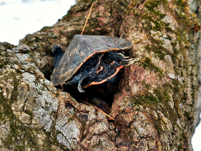 Shell we take a closer look? This turtle's giving us some serious 'slow and steady wins the race' vibes.