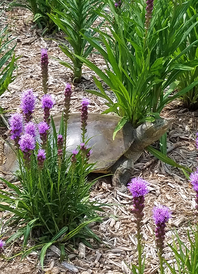 Turtle-y awesome: This shelled sunbather knows the secret to the good life &ndash; bask in the warmth and take it slow