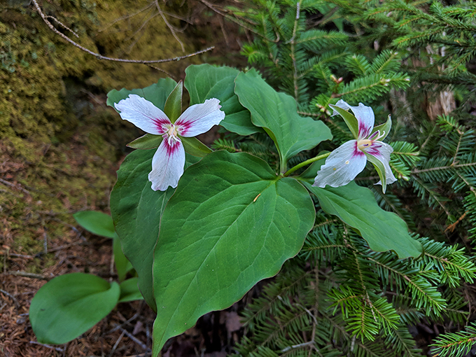 Nature's confetti: These delicate wildflowers are Mother Nature's way of throwing a "Welcome to Spring" party. No RSVP needed, just bring your sense of wonder.