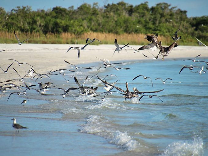 Nature's own love nest: Lovers Key's pristine beaches and lush mangroves set the mood.