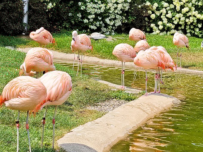 "Flamingo fiesta! These pink party animals at Cincinnati Zoo are strutting their stuff like it's a feathered fashion week."