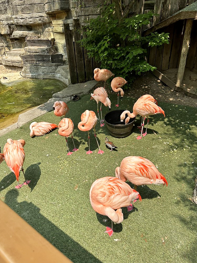 Pull over for a splash of pink! The flamingo squad offers feathered elegance and quirky charm.