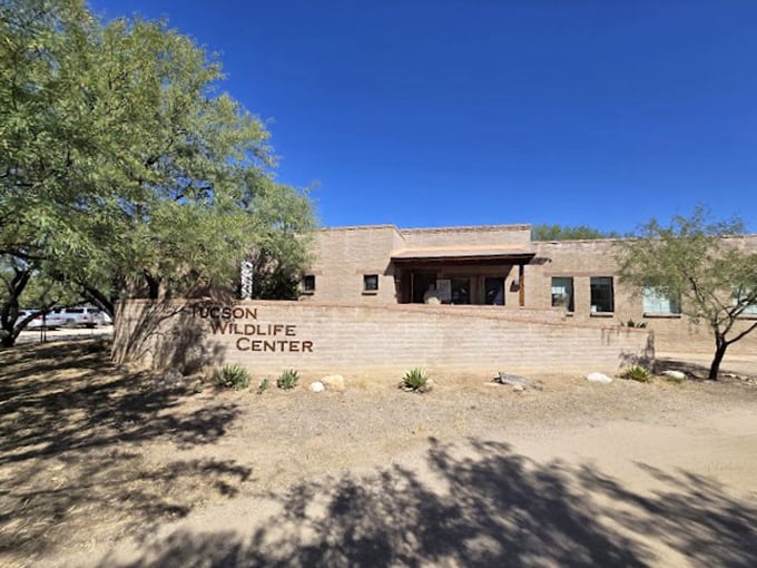 Where injured animals become comeback kids. It's like a Rocky training montage, but with more fur and feathers.