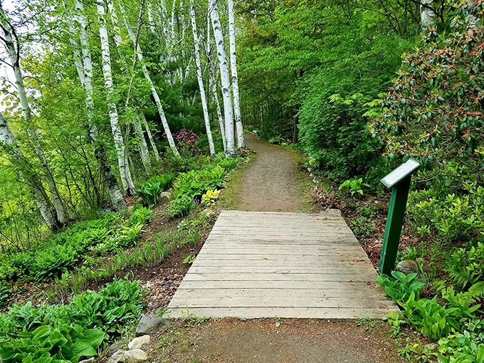 Barking up the right trees! This arboreal autobahn is the perfect pit stop for leaf peepers.