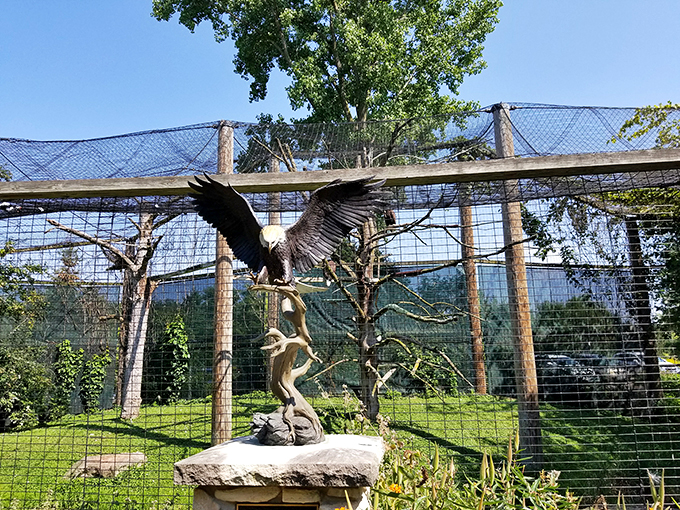 Bay Beach Wildlife Sanctuary: Where the wild things are... in Green Bay. It's Packers country for the four-legged crowd!