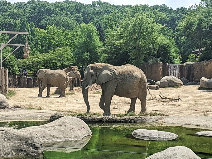 "Elephant crossing! Cleveland Metroparks Zoo's gentle giants are living large in a space that would make any realtor jealous."