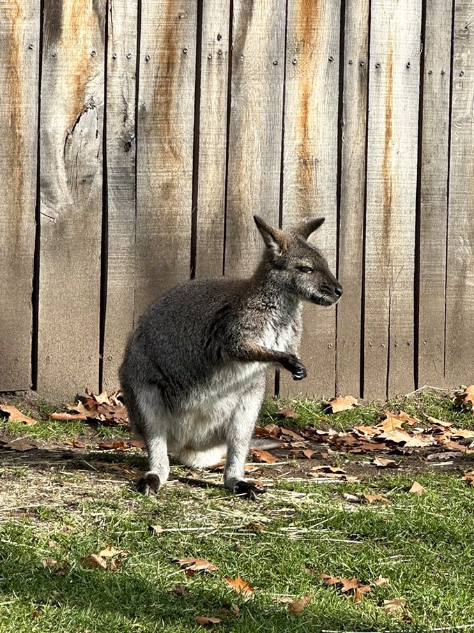 Small hops, big personality&mdash;this wallaby encounter is a road trip win worth writing home about.
