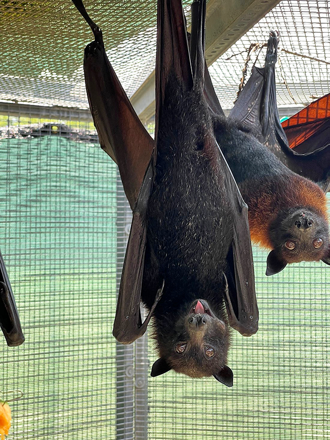 Night's unsung heroes in the spotlight. It's like Batman's sidekicks finally got their own movie!