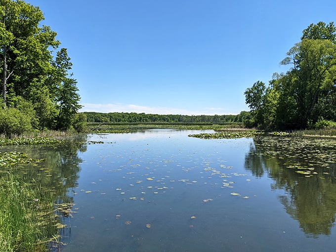 Waterloo's woodland welcome! A picturesque wooden dock invites you to dive into both the crystal-clear lake and a day of outdoor adventures.