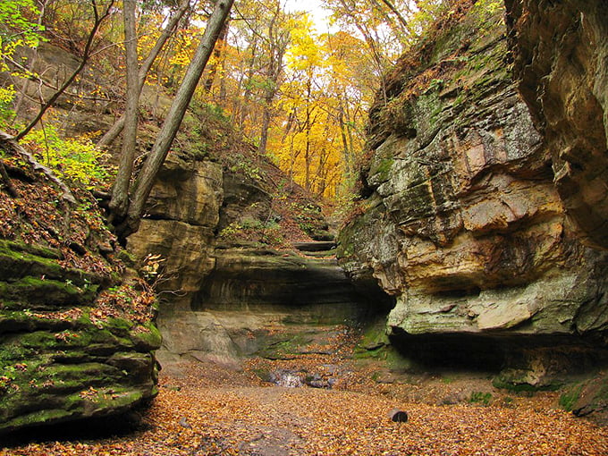Autumn's paintbrush at work. Who needs a museum when you've got this masterpiece of fall foliage?