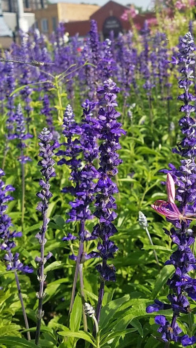 Lavender dreams at the tower's feet. Who needs Tuscany when you've got this purple paradise in your backyard?