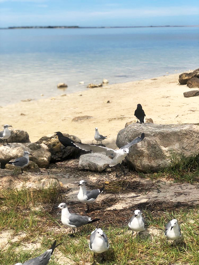 Nature's welcoming committee: seagulls and pelicans putting on a show that rivals any street performer in Times Square.