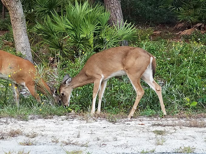 Deer me, what a sight: Local residents pause for a photo op. No antlers needed to appreciate this natural beauty.