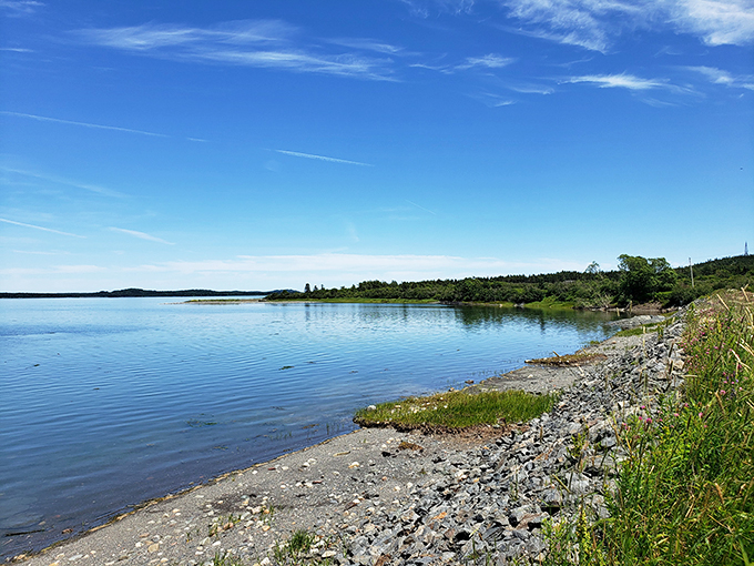 Shoreline serenity! Where the forest meets the sea, nature paints a masterpiece that would make Bob Ross proud.