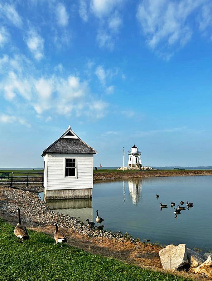 Fowl play at the lighthouse! These geese are staging their own "Birds of Lake Erie" production, complete with water ballet.
