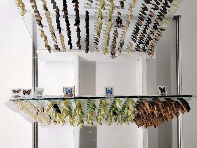 It's a butterfly beauty pageant, and everyone's a winner! Each species flaunts its unique patterns and colors.