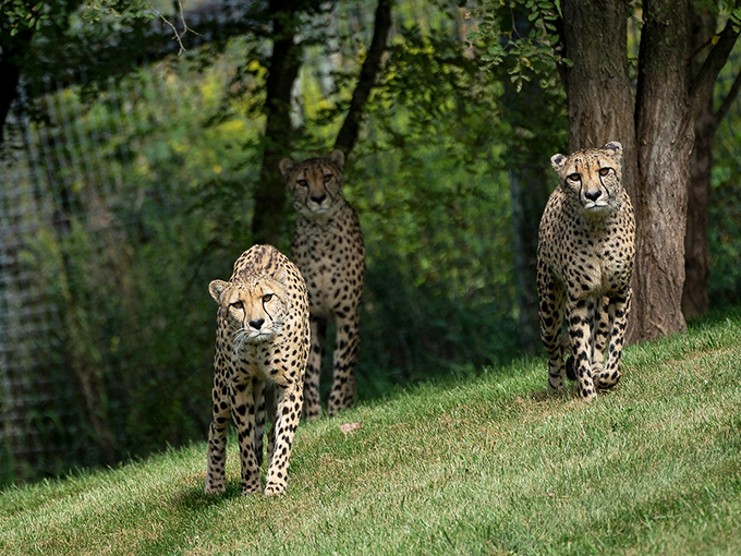 "Cheetah trio on patrol: Nature's own version of Charlie's Angels, but with better sprinting skills and spottier fashion sense."