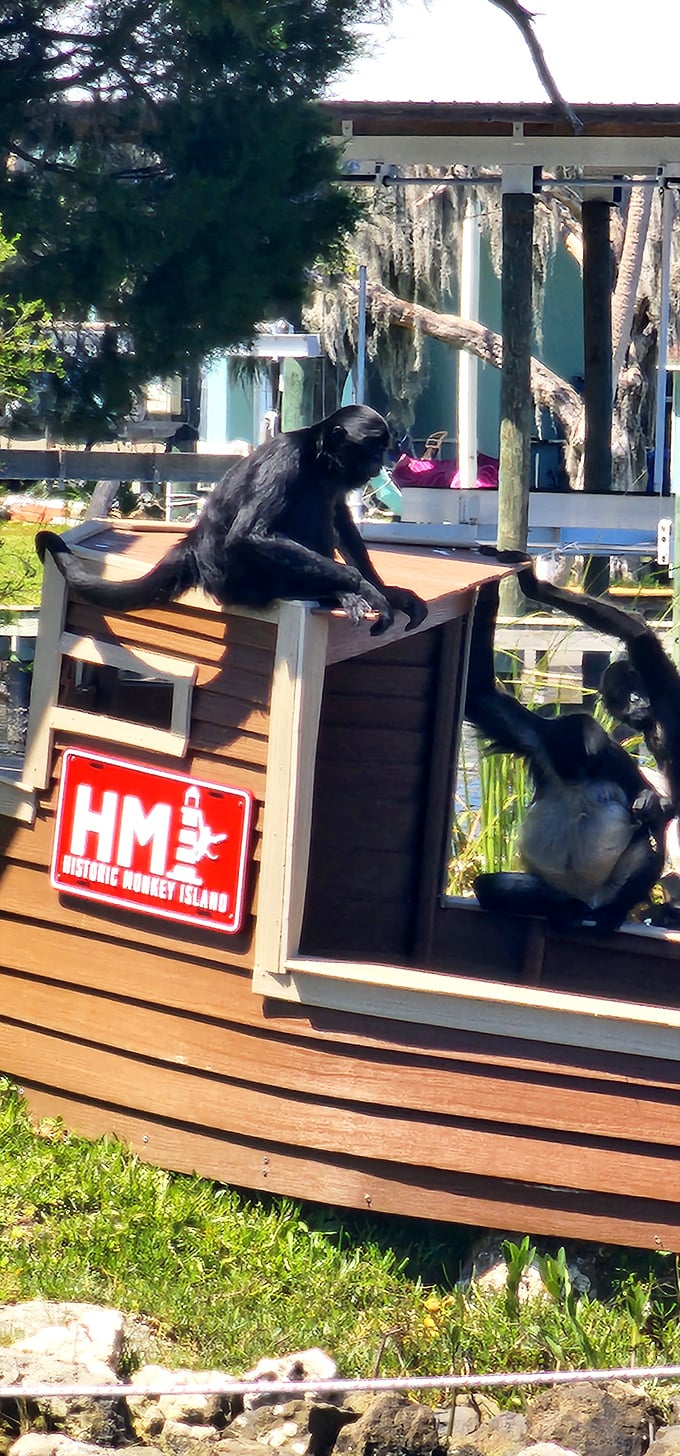 Historic Monkey Island - because every primate deserves their own piece of real estate history.