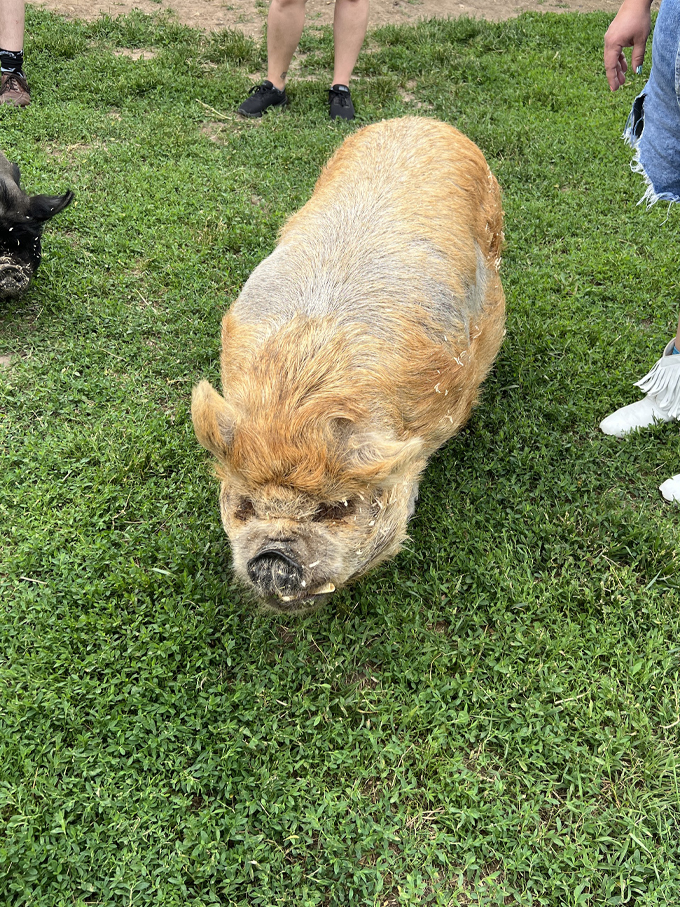 This little piggy went to... steal the show! Who knew farm life could be so glamorous? 