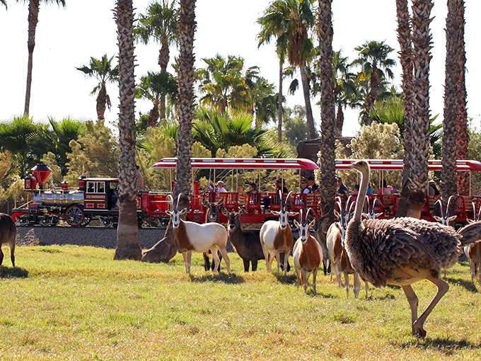 All aboard the Serengeti Express! This train ride lets you safari in style, no passport required.