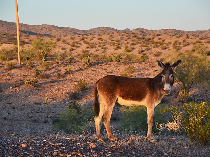 Meet the locals: This curious burro is the desert's version of a welcoming committee. No autographs, please!