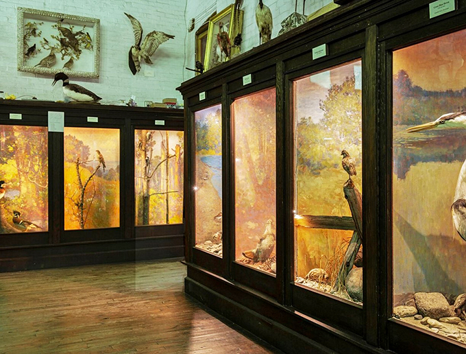 A bird's eye view of... well, birds! These feathered friends are ready for their close-up, no matter how long it takes.