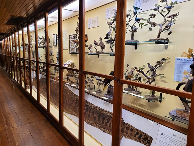 A bird's eye view of... well, birds! This avian array is like a feathered version of "Where's Waldo?" Can you spot your backyard visitors?