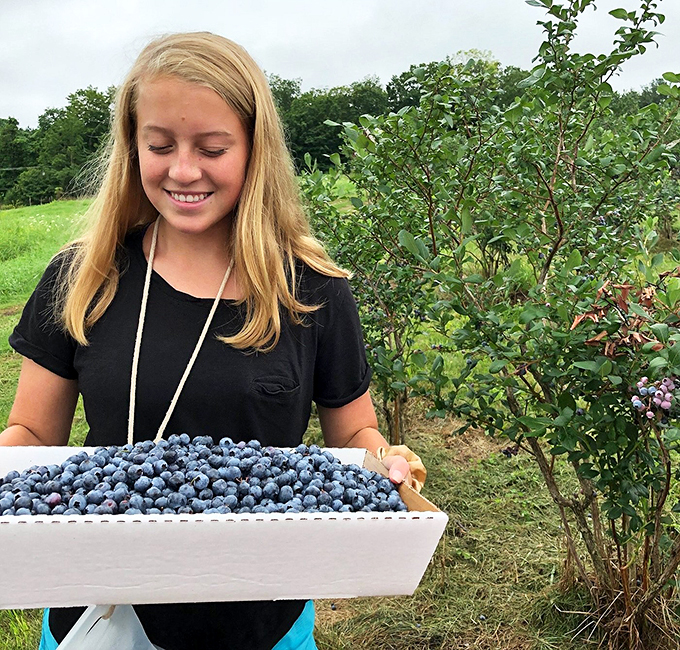 Blueberry heaven! This picker's got a grin that says, "I've hit the jackpot, and it's deliciously blue."