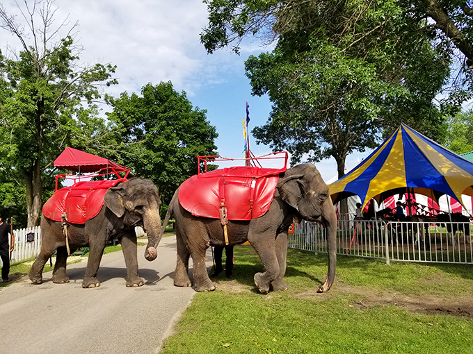 Holy peanuts, Batman! These gentle giants remind us of a time when elephants were the stars of the big top.