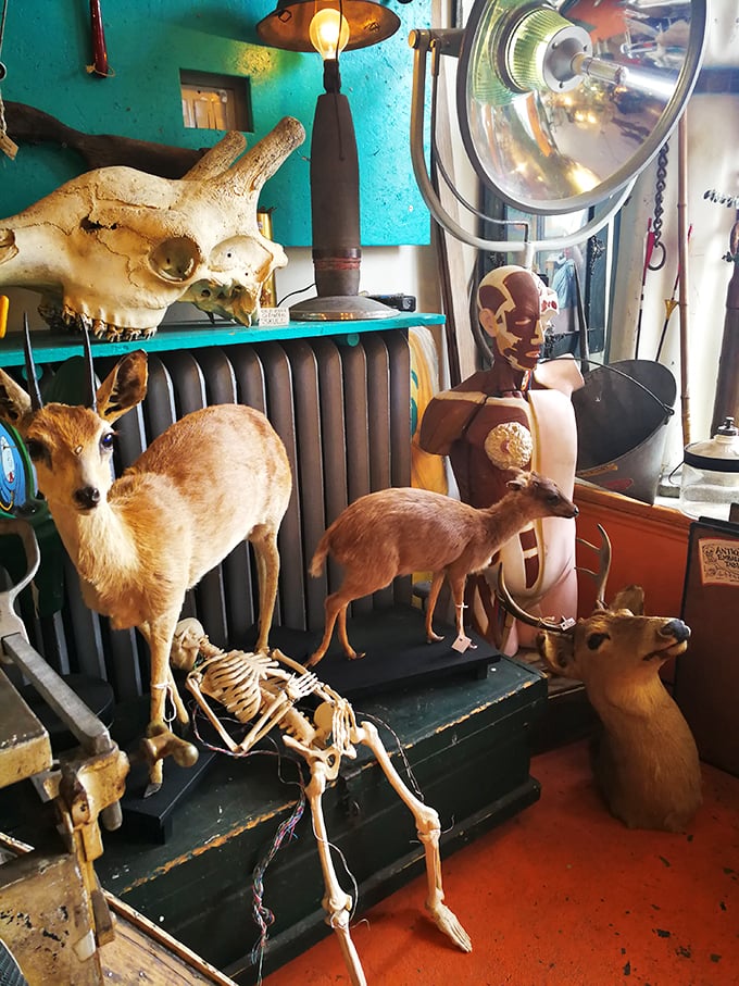 This menagerie of the preserved is a Noah's Ark of oddities. From antlers to anatomy, it's a biology textbook's fever dream.