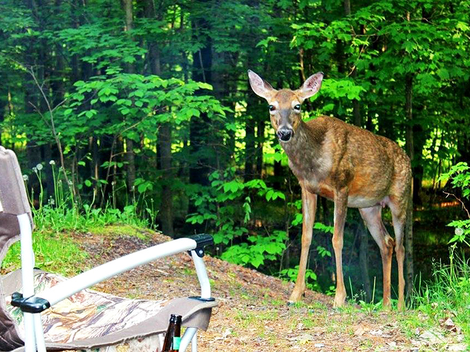 Excuse me, do you have a moment to talk about forest conservation? This deer's got better timing than most door-to-door salespeople.