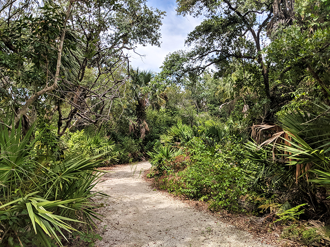 Florida panther spotting: Nature's ultimate game of hide and seek.