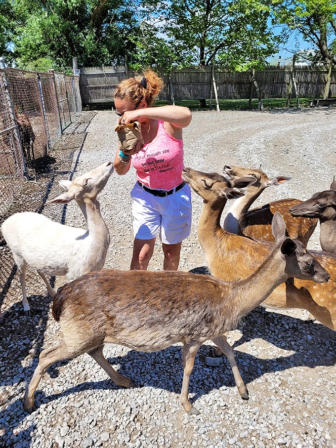 "Deer whisperer in action! At Lagoon Deer Park, you're one carrot away from becoming a Disney princess."