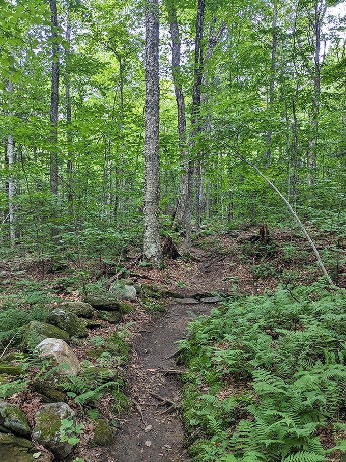 Mount Olga Trail: Where the trees strut their stuff like it's fashion week in the forest. Fierce fall colors not included in summer package.