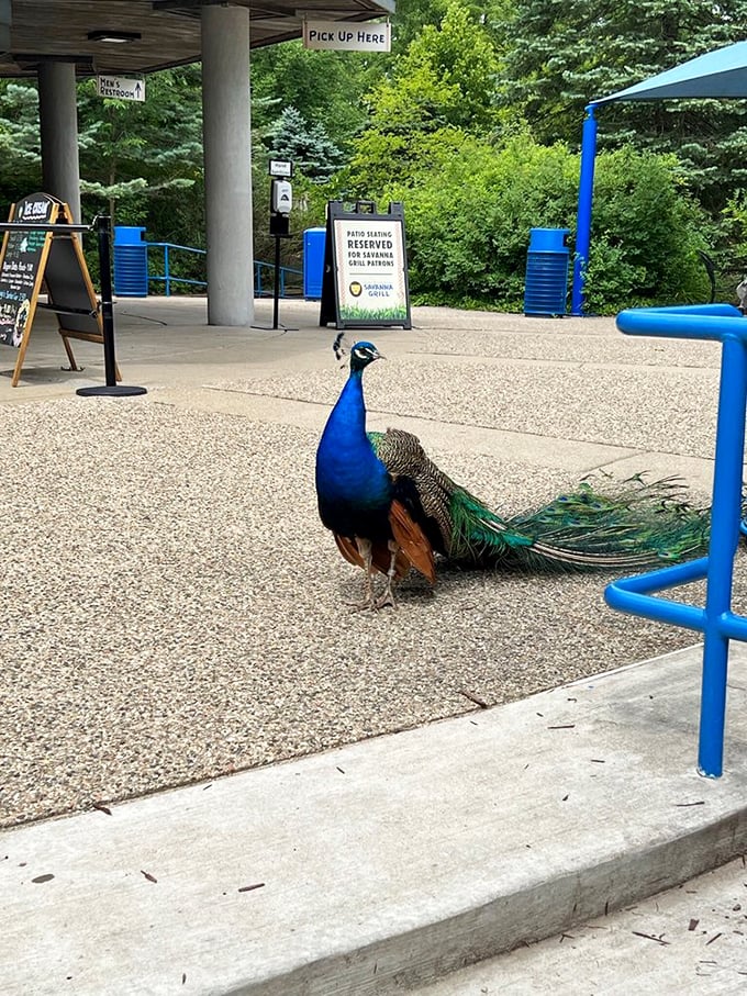 Bright blues, flowing greens: When you&rsquo;re road-weary, a peacock sighting is pure eye candy.