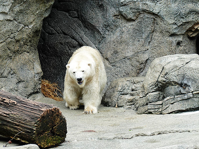 Fiona the polar bear approves! These gardens are so lush, even the animals are jealous of the plants' good looks.