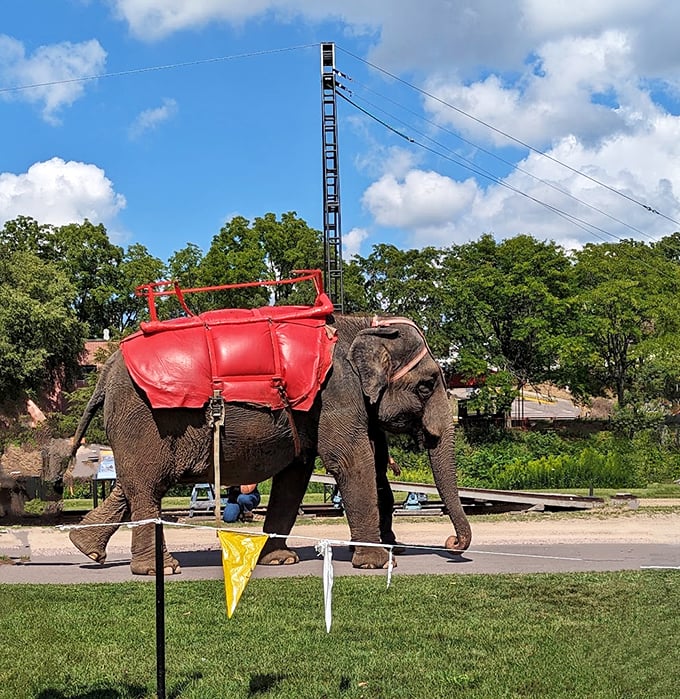 From gilded bandwagons to cozy performer quarters, it's a three-ring circus of vintage vehicles.