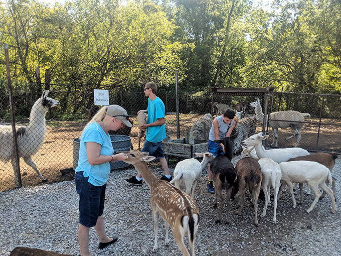 "Bambi's extended family reunion! Lagoon Deer Park turns you into the most popular human at the cervine social of the season."