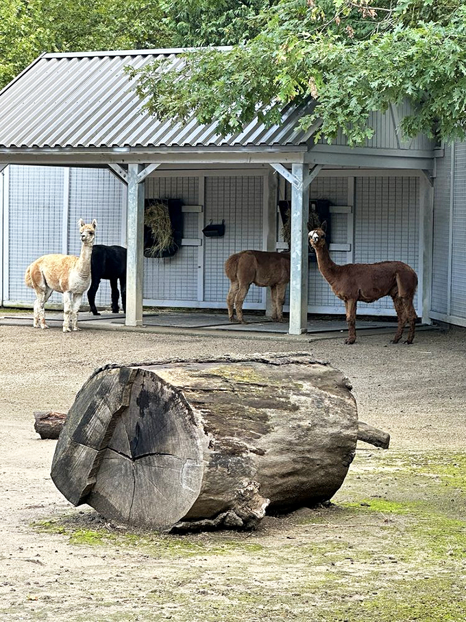 What&rsquo;s a road trip without a llama sighting? Say hello to nature&rsquo;s fluffiest roadside attraction.