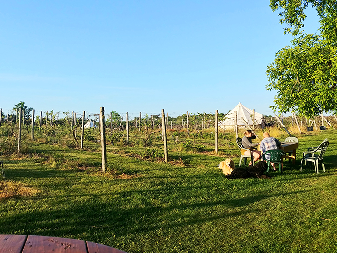 Cozy up in this place of delights &ndash; Wild Mountain Winery is where rustic charm meets refined taste.