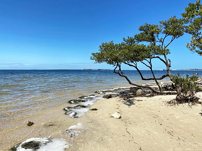 That tree's got the right idea - lean in and soak up the view. It's been perfecting its pose for years.