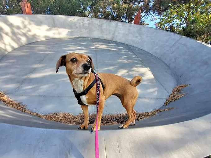 Who let the dog out... onto the world's largest pie pan? This pup's living every canine's dream.