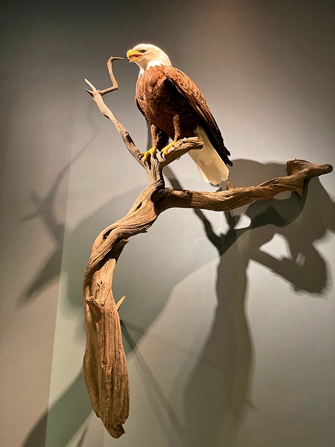 Majestic and proud, this eagle looks like it's about to belt out the national anthem. Someone queue up "Born in the USA"!