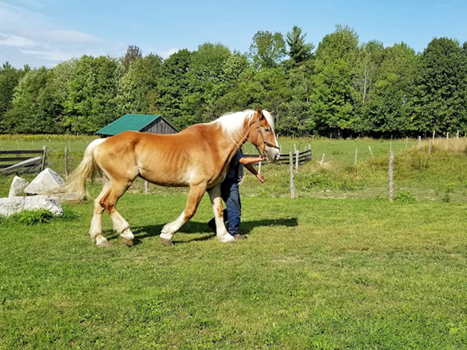 Mane attraction: This majestic horse looks ready for its close-up. Mr. DeMille, I'm ready for my carrot!